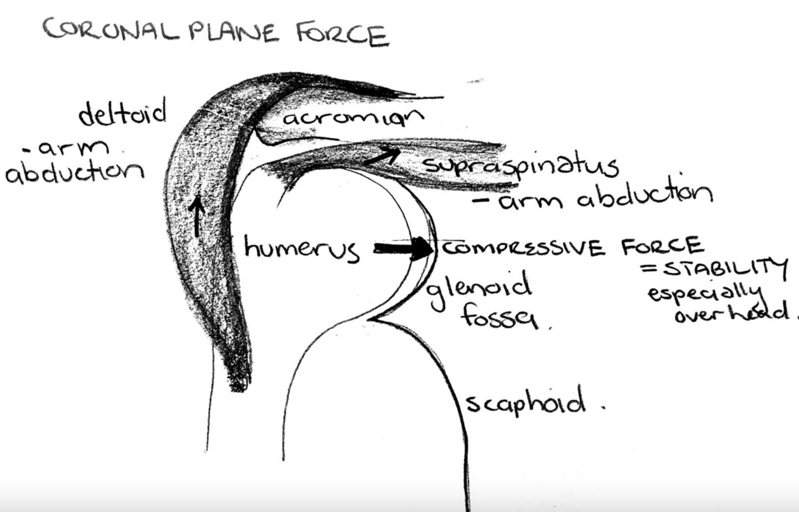 Muscles of the shoulder: Rotator Cuff